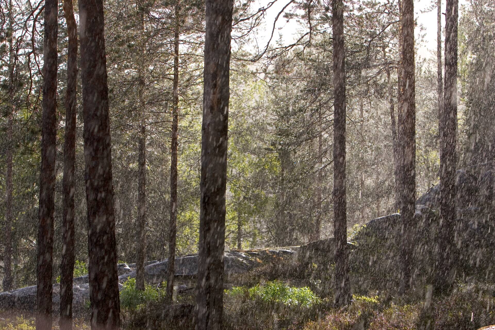 Vesiensuojelu metsänkäsittelyssä - Kuvaus | Metsänhoidon suositukset