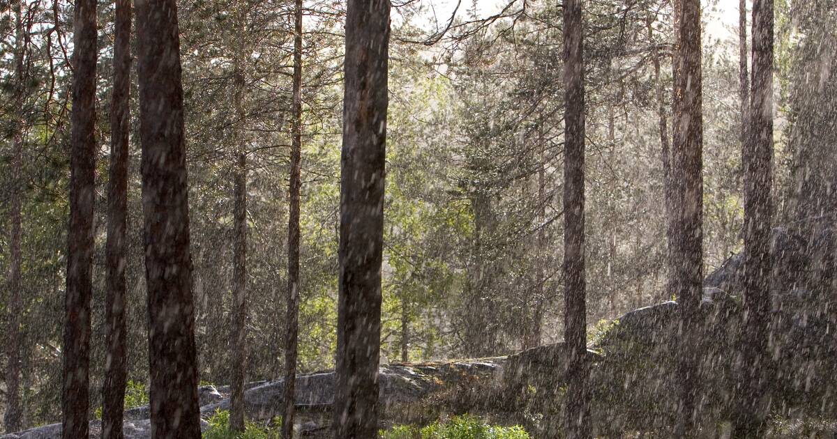 Vesiensuojelu metsätaloudessa - Toteutus | Metsänhoidon suositukset